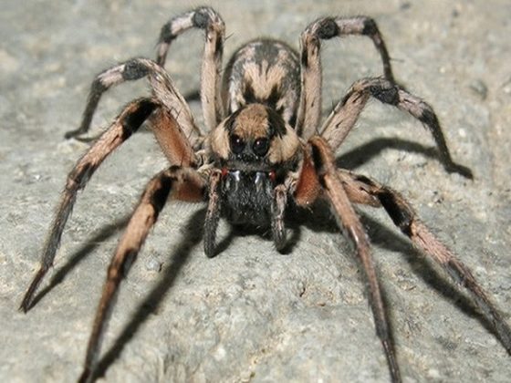 Con Nhện Là Số Mấy? Mơ Thấy Nhện Đánh Số Mấy? Con Số Chính Xác